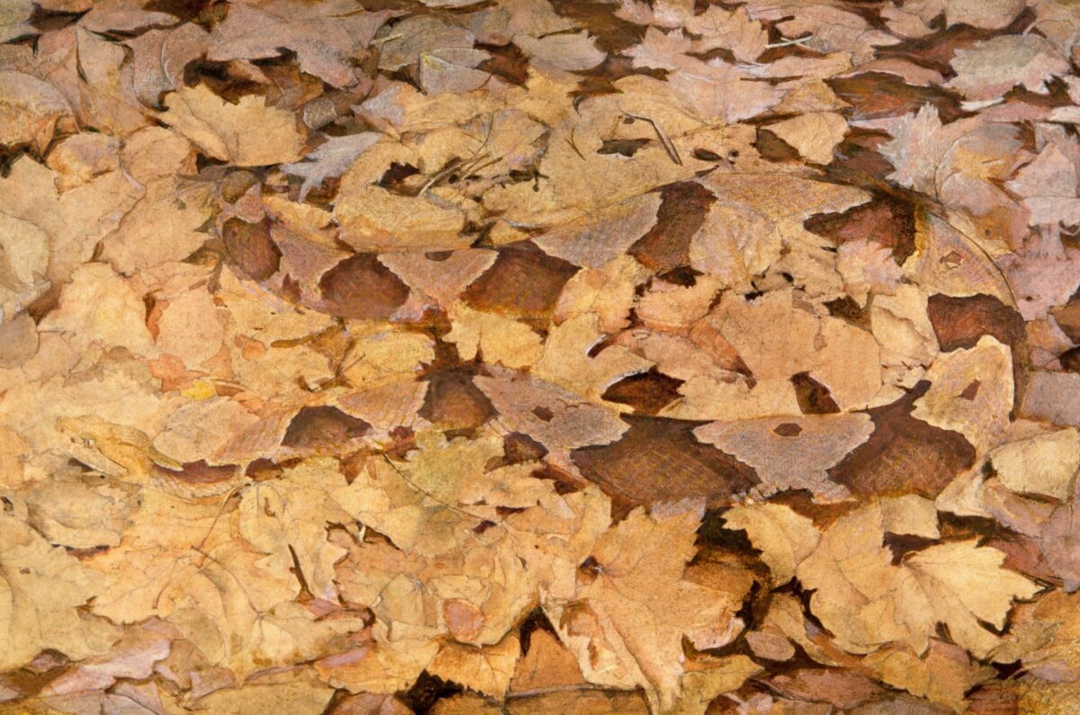 15 States Where Copperhead Snakes Thrive And How To Avoid Them