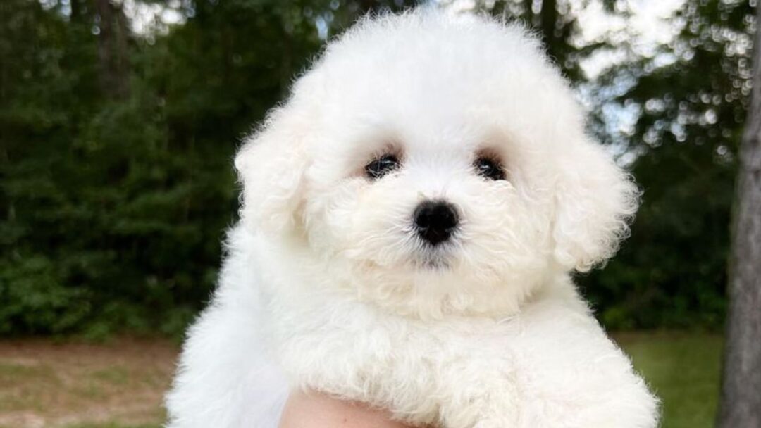 8 Reasons Why Dogs Chew Their Paws? A Veterinary Dermatologist Explains