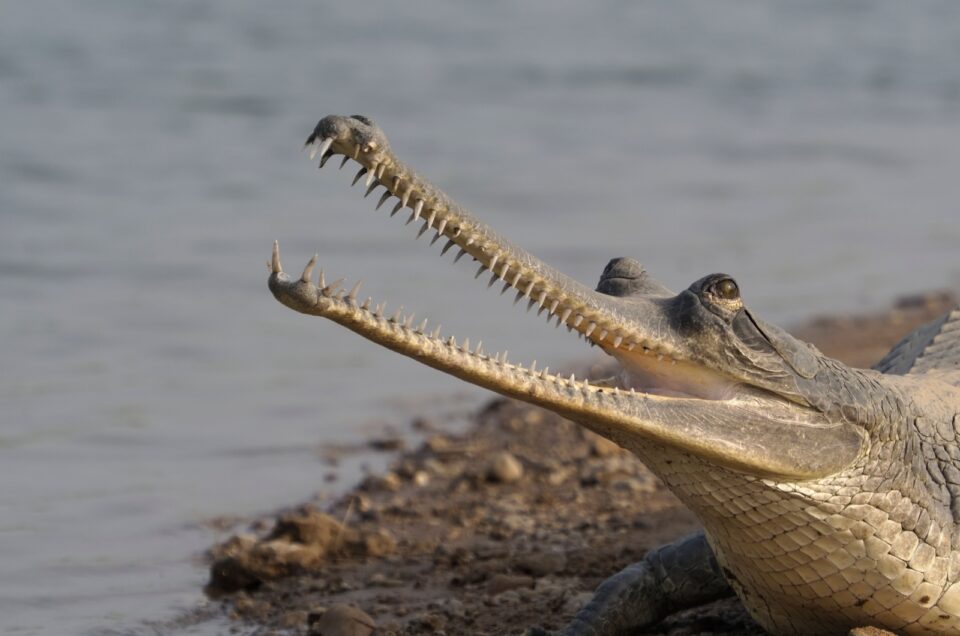 7 Most Dangerous Crocodile Species Ranked By Aggression And Attack Records