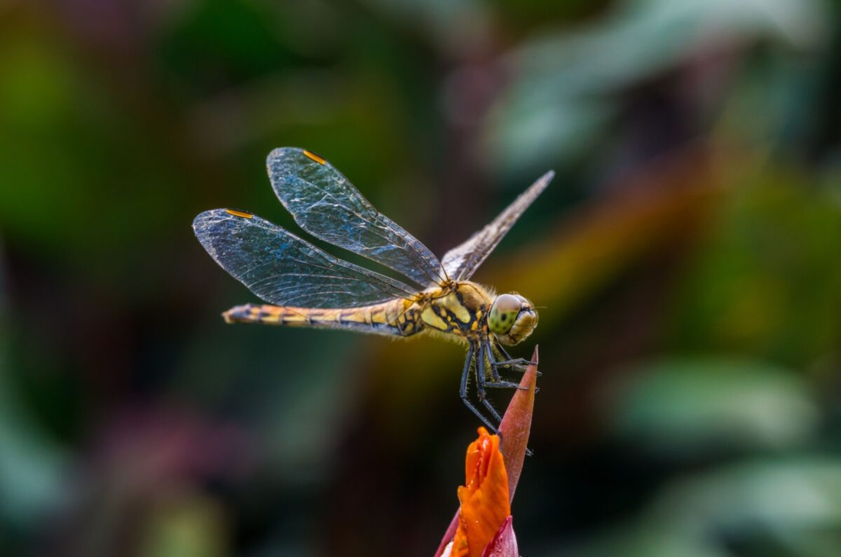 17 Incredible Animals Known For Their Long-Distance Migrations