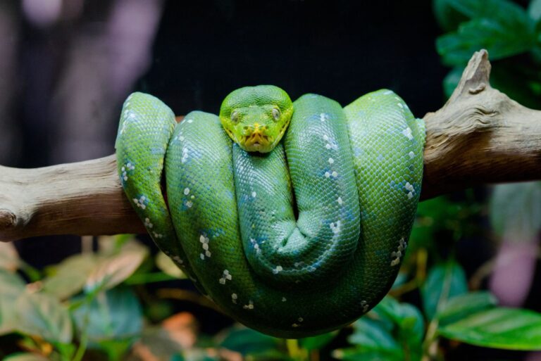 14 Friendliest Snake Species On Earth