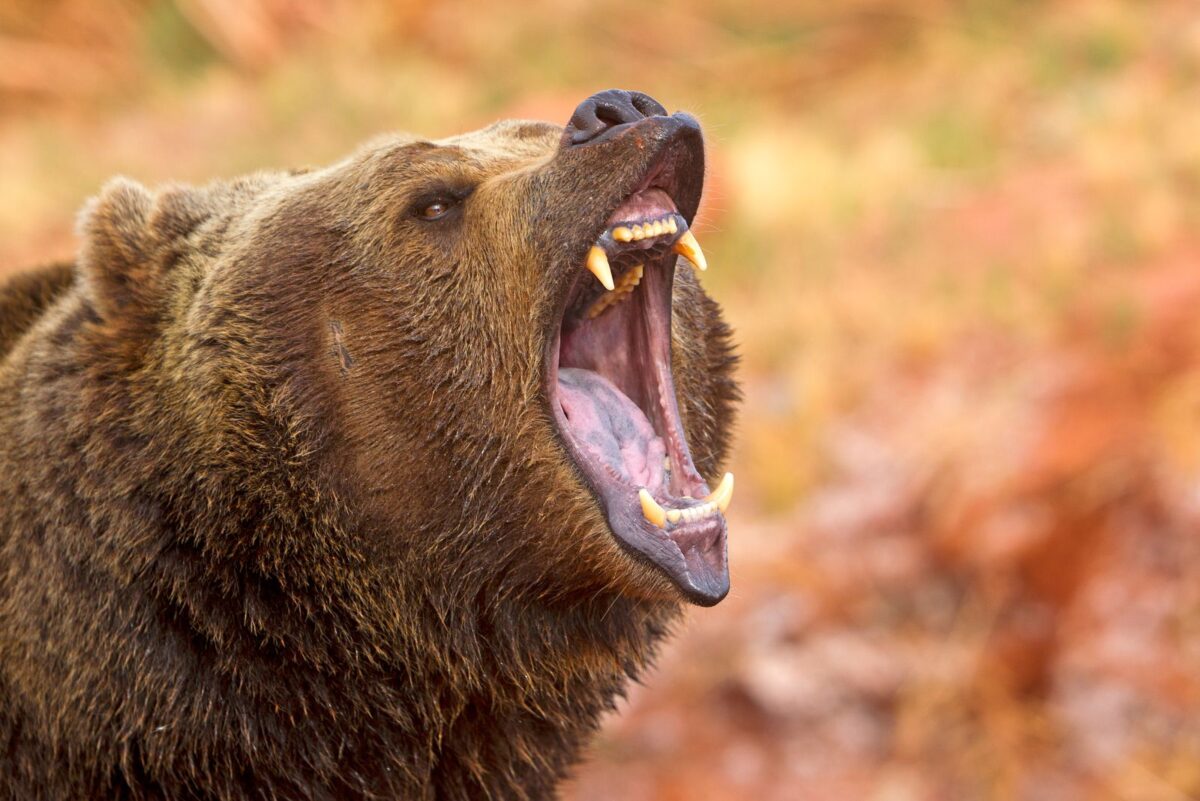 13 Fearsome Animals With No Natural Predators