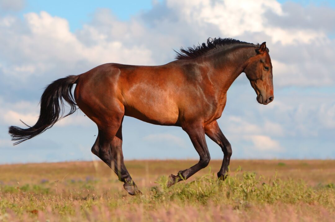 17 Most Unpredictable Horse Breeds That Require Extreme Caution