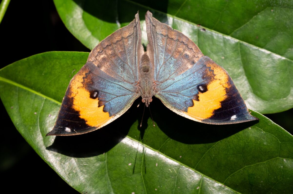 12 Leaf-Like Animals That Will Leave You Stunned
