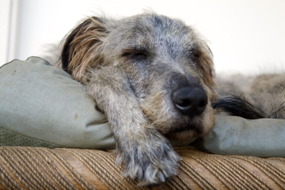 16 Dog Breeds That Love Their Sleep: Ranked From Least Sleepy To Most ...