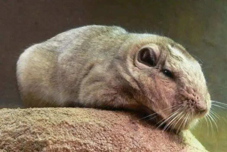 30 Legendary Cryptids That Turned Out To Be Real - Animalko