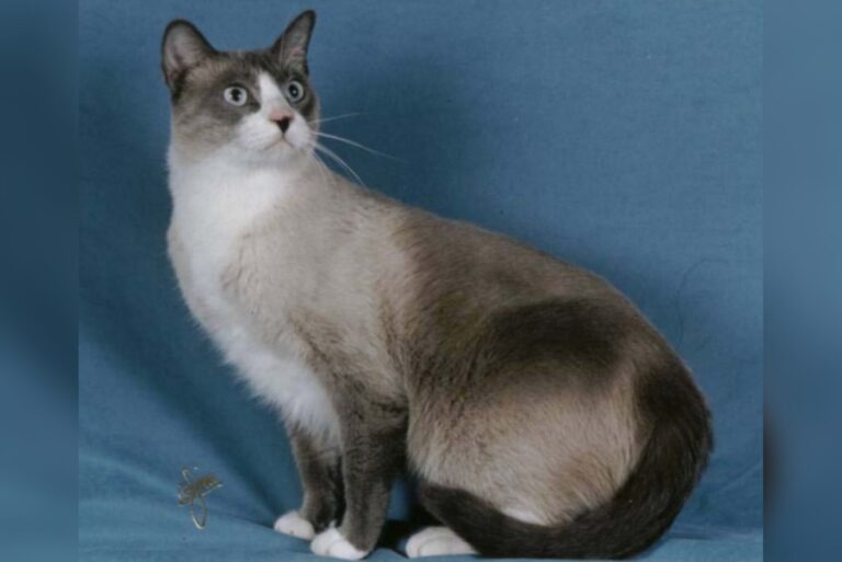 13 Beautiful Snowshoe Cat Colors And Coat Patterns You’ll Fall In Love With