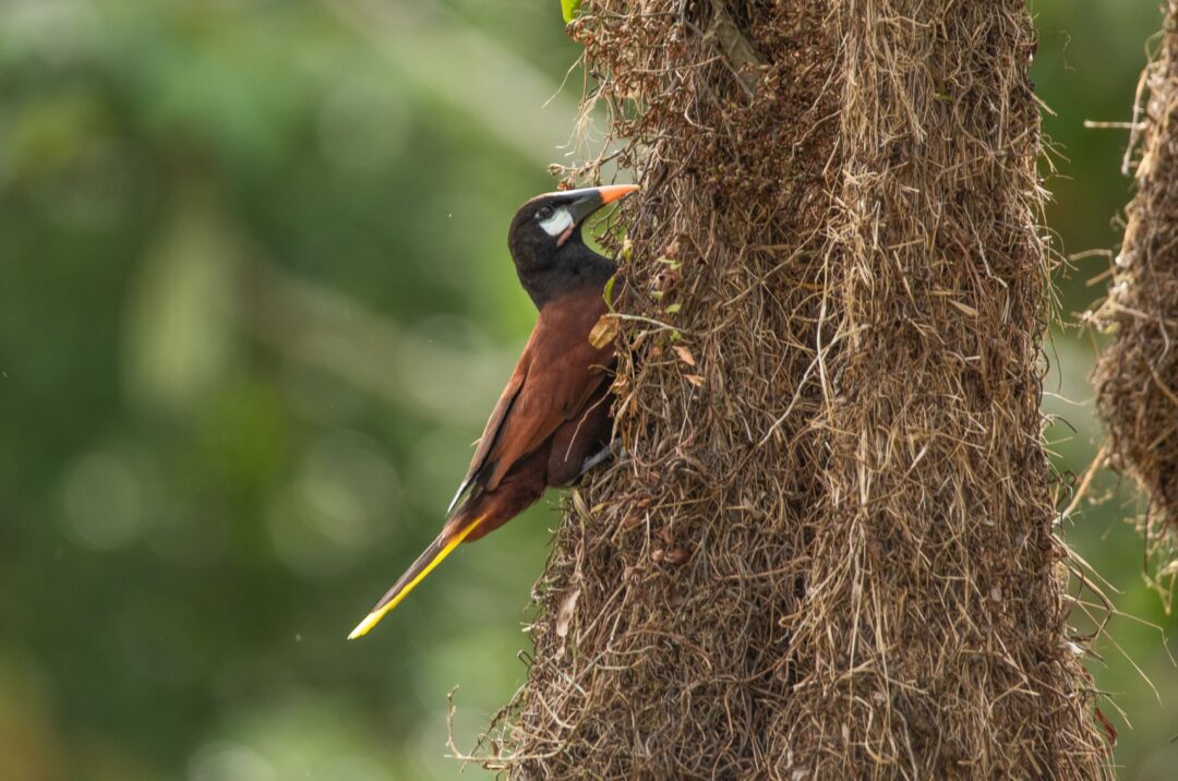 15 Birds That Build The Most Elaborate Nests