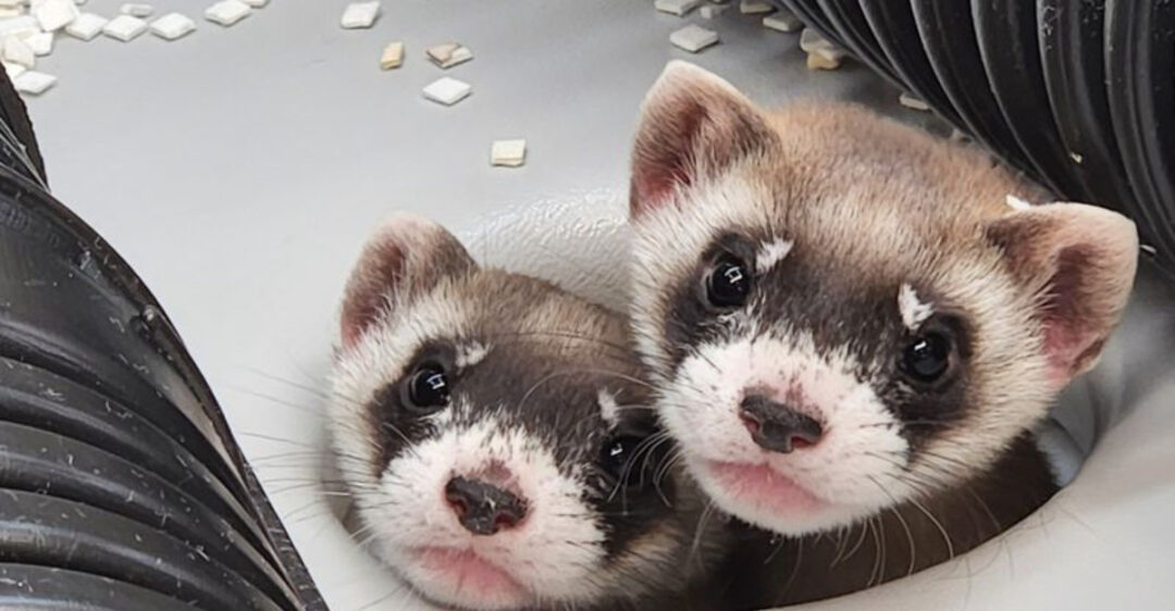 12 Fun Ferret Facts You Didn’t Know - Animalko