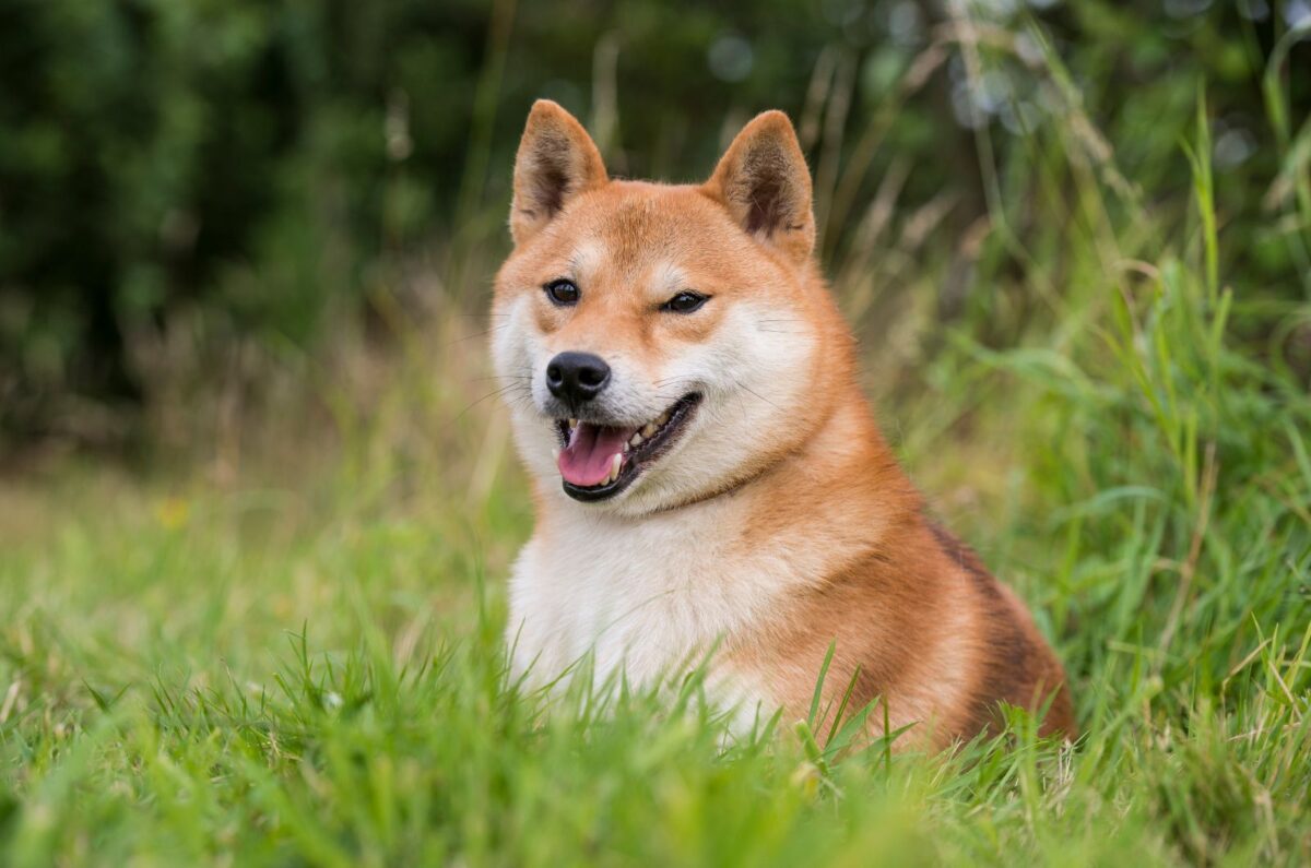 The Top 24 Smartest Dog Breeds In The World