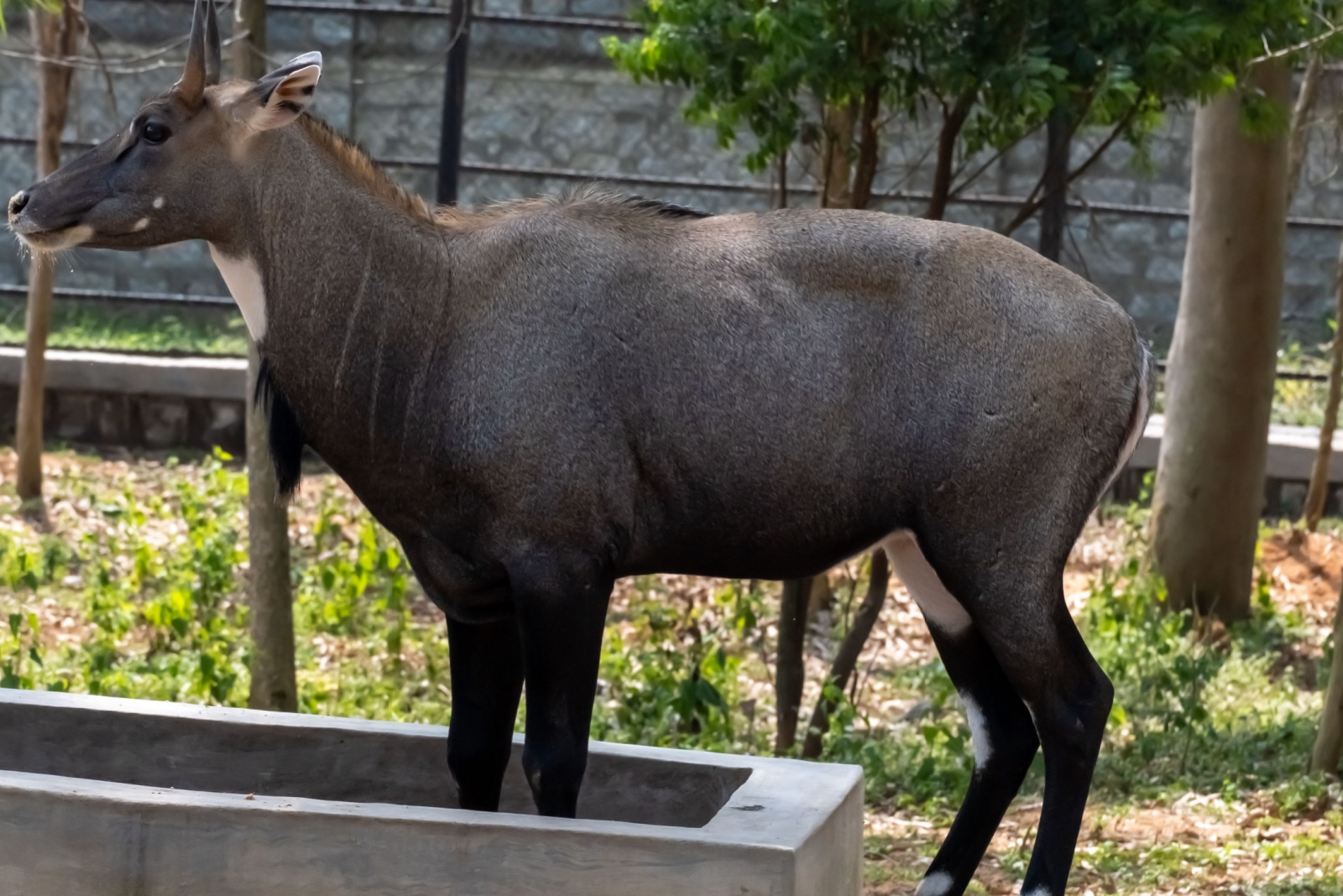 9 Animals That Are The Last Of Their Species