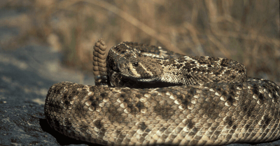 The Biggest Snakes Ever Spotted Across Each U.S. State