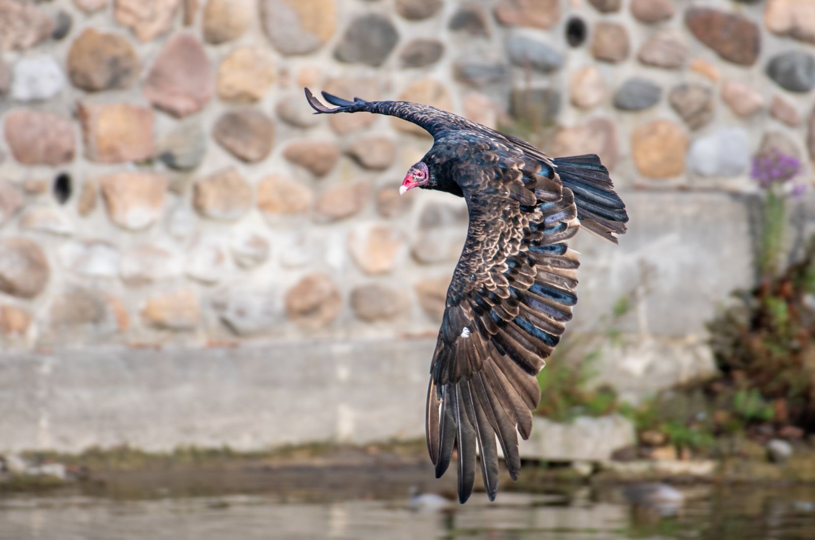 12 Fearsome Birds Of Prey In America And Their Incredible Hunting Skills