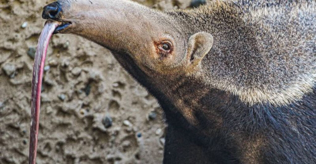 12 Bravest Animals In The World