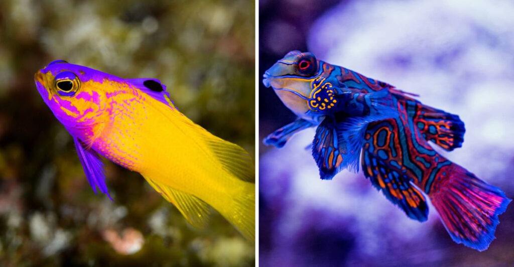 10 Beautiful Fish That Should Never Be Kept In Small Tanks