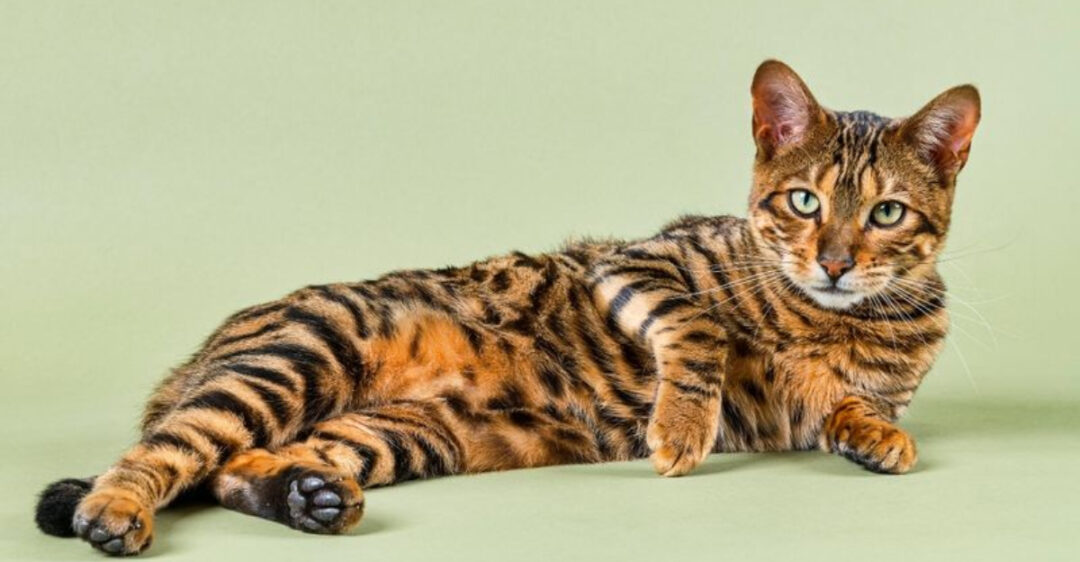 10 Domestic Cat Breeds That Closely Resemble Wild Big Cats