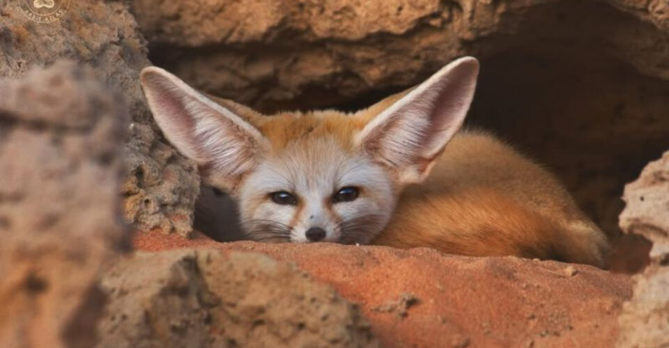 10 Facts About The Fennec Fox That Will Change The Way You See It
