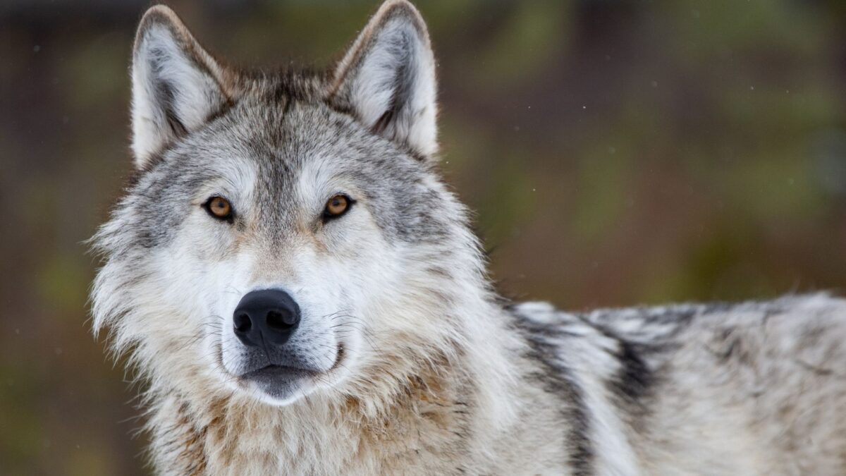 10 Facts About The North American Gray Wolf, The World's Largest