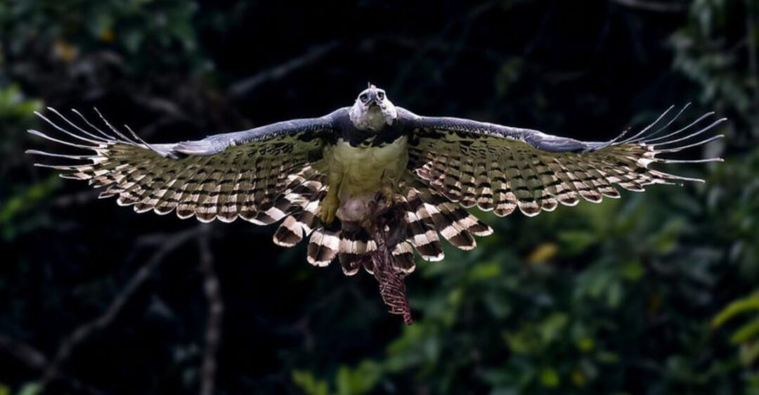 10 Fun Facts About The Harpy Eagle
