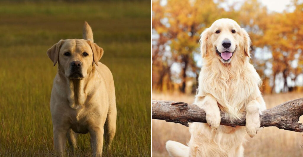 10 Key Traits To Decide Between Labrador And Golden Retrievers