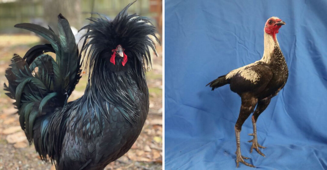 10 Rarest Chicken Breeds You Can Find