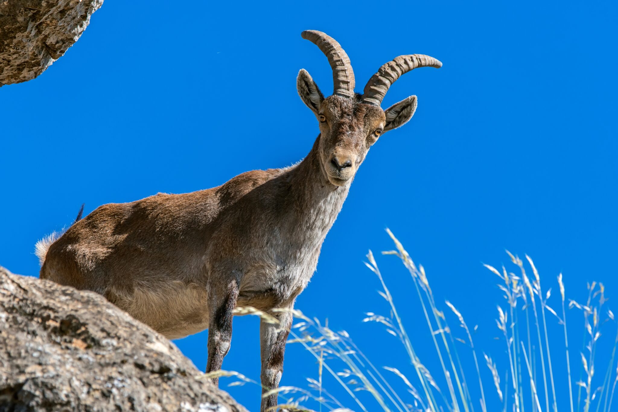 10 States In America With Large Populations Of Mountain Goats