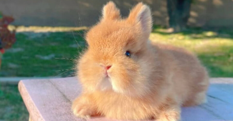 10 Types Of Rabbit You Never Saw Before