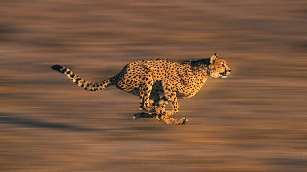 10 Unique Hunting Strategies Of The Cheetah