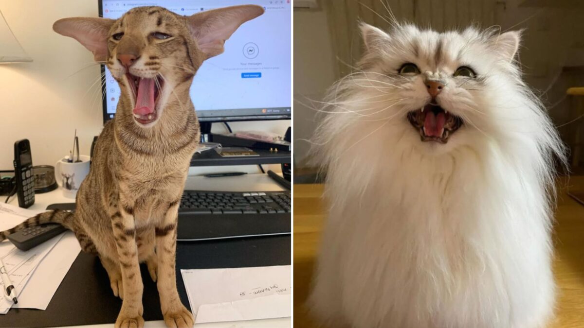 10 Vocal Cat Breeds That Always Have Something To Say