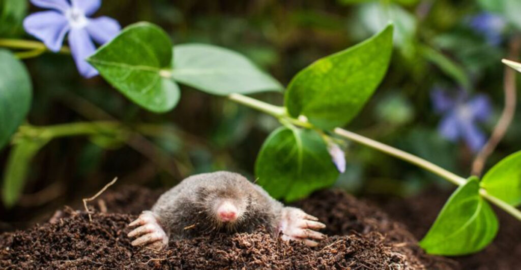 10 Warning Signs Of Moles In Your Garden