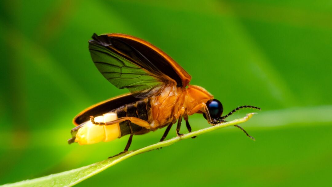 10 Ways Fireflies Help Control Slugs In Your Yard