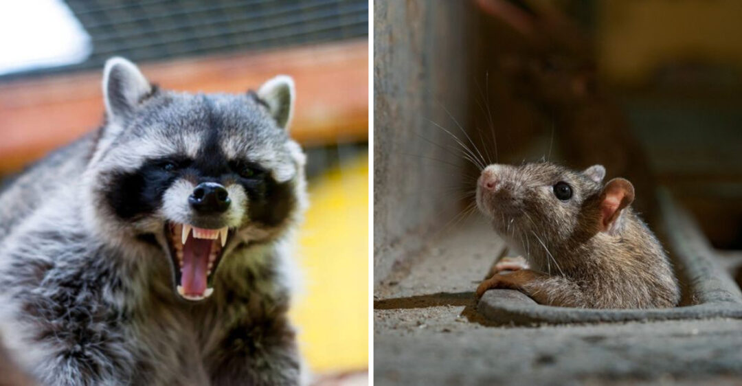 12 Coolest Animals In The World That Will Make You Appreciate Nature’s ...