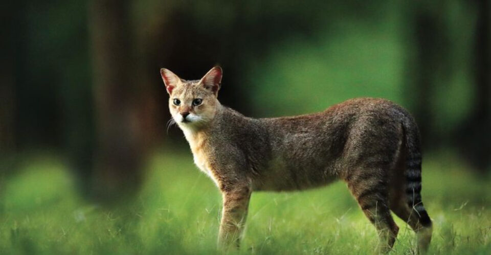 10 Wild Cat Species That Are More Elusive Than Tigers