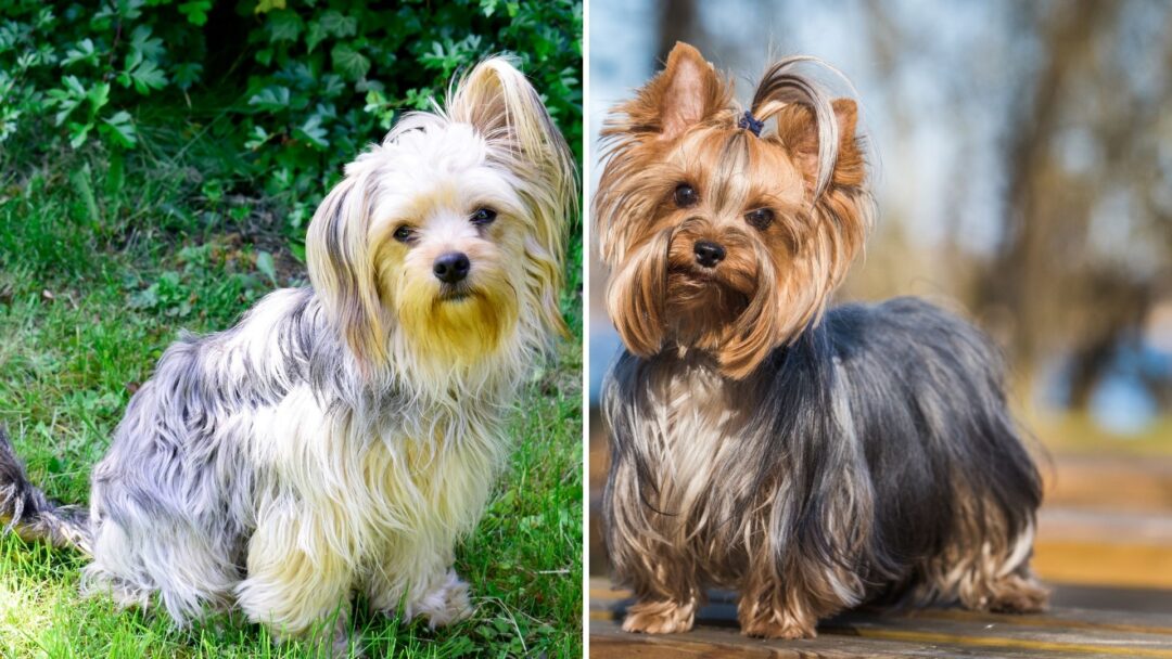 11 Adorable Dog Breeds That Could Be Yorkie Lookalikes