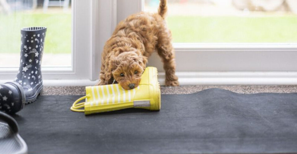 11 Common Mistakes Dog Owners Make With Puppies