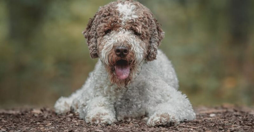 11 Handsome Italian Dog Breeds That Make Great Pets