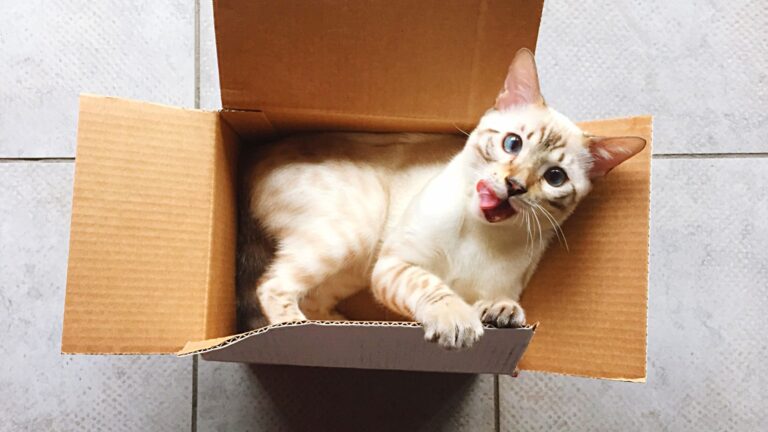 11 Reasons Why Cats Love Boxes, According To Experts - Animalko