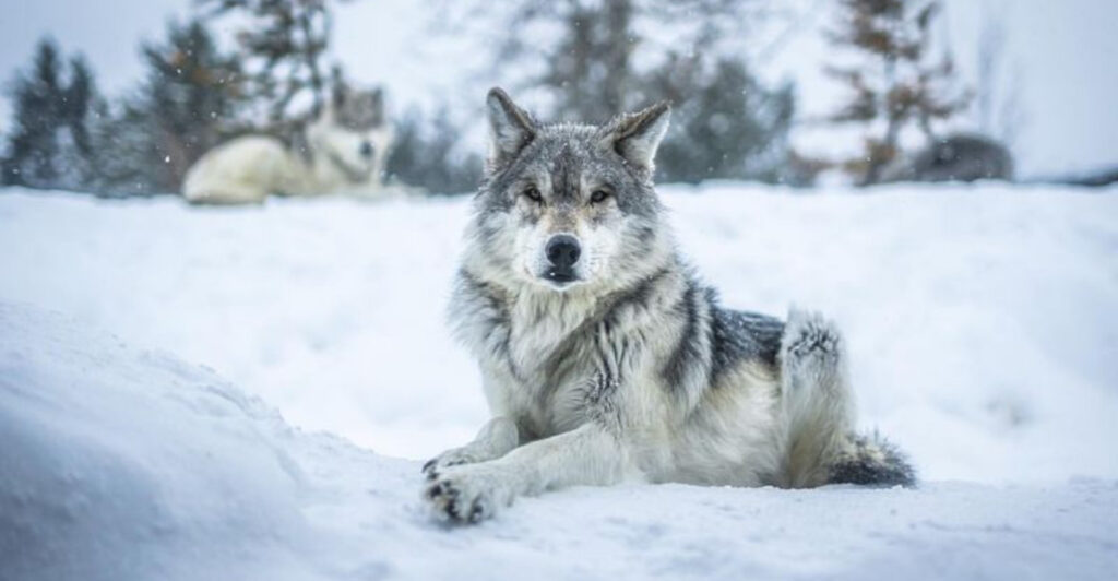 11 Reasons Why Gray Wolves Are So Important To Yellowstone