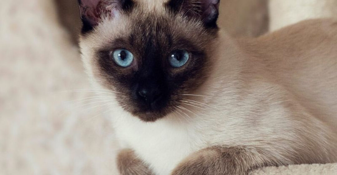 12 Ancient Cat Breeds That Still Exist Today