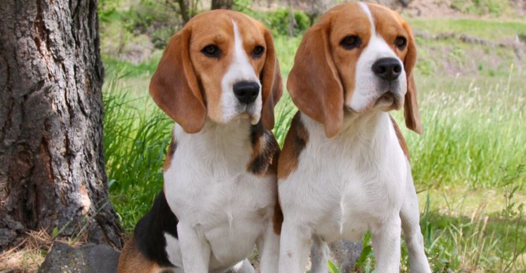 12 Breeds That Make Great Emotional Support Dogs