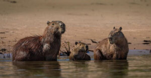 12 Capybara Hotspots In South America You Don't Want To Miss