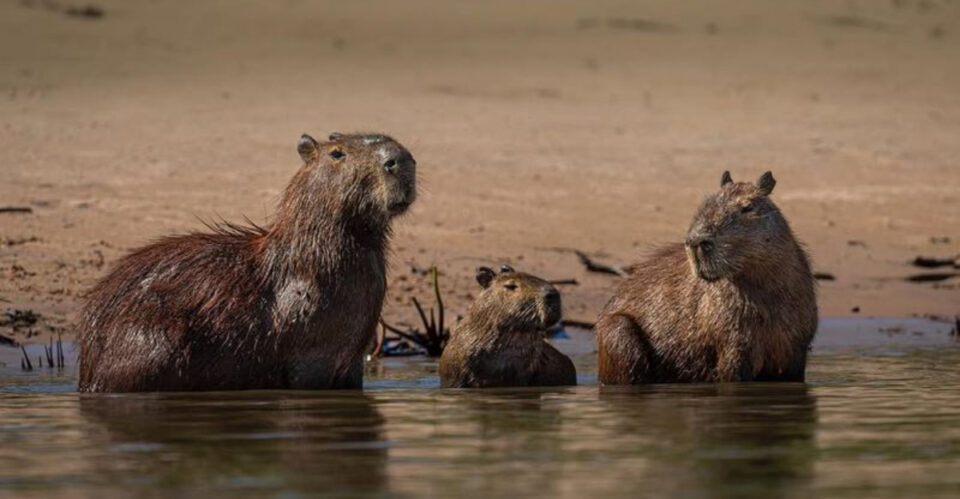 12 Capybara Hotspots In South America You Don't Want To Miss