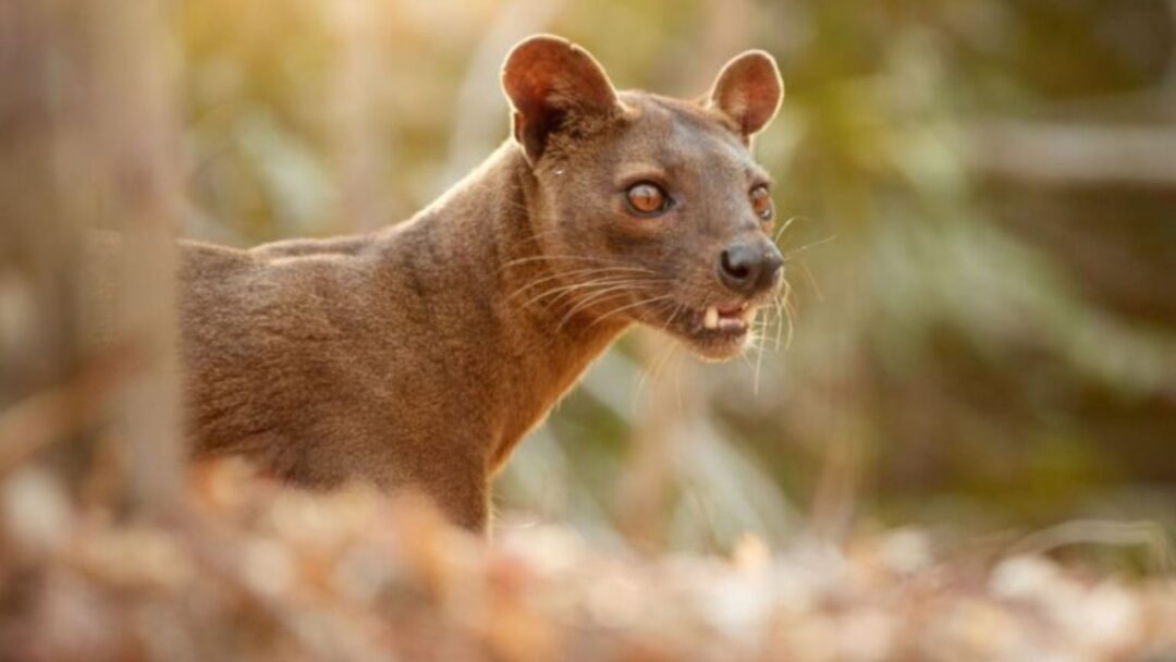 12 Coolest Animals In The World That Will Make You Appreciate Nature’s ...