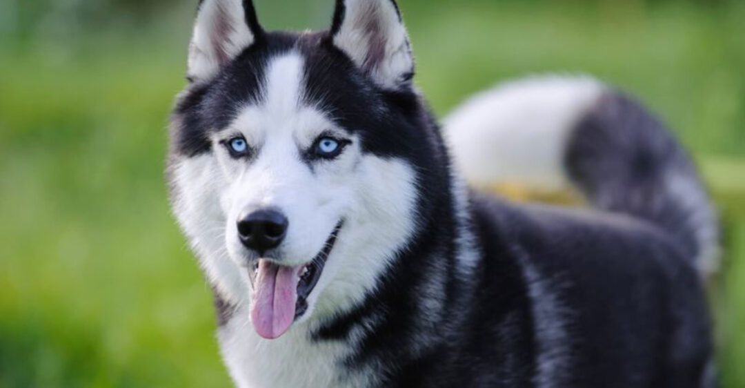 12 Dog Breeds That Are Basically Real-Life Werewolves