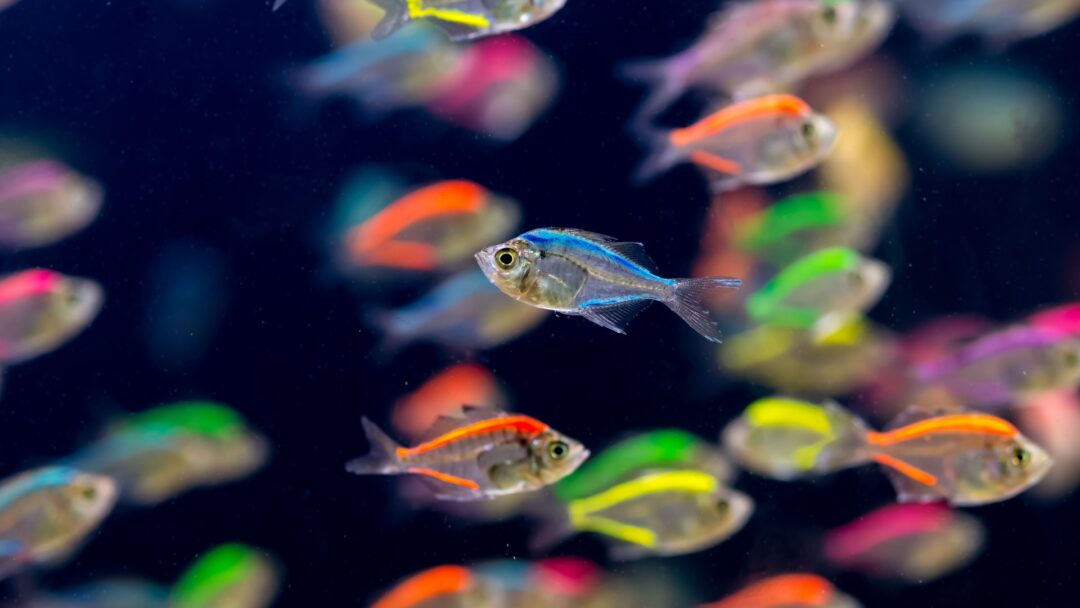 12 Interesting Facts About Fish You Didn’t Know