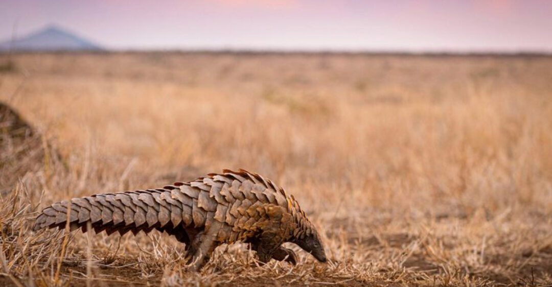 12 Interesting Facts About Pangolins