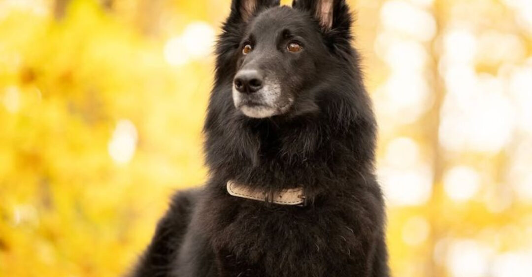 12 Key Differences Between Belgian Malinois Dogs And Belgian Shepherds