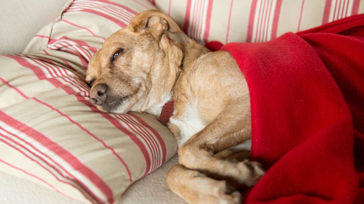 12 Natural Remedies To Relieve Stomach Ache In Dogs