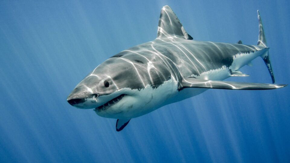 12 Reasons Why You Won’t Find Great White Sharks In Aquariums
