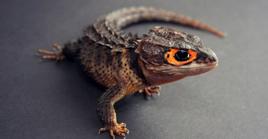12 Smallest Reptiles You Won’t Believe Exist